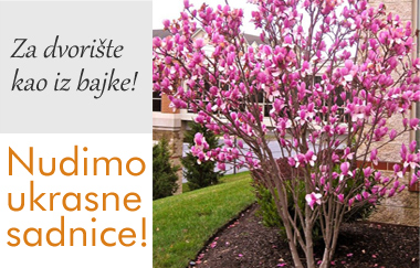 Prodaja Sadnica - Ukrasne sadnice, Ruže i Sadnice Voća - Svet Sadnica