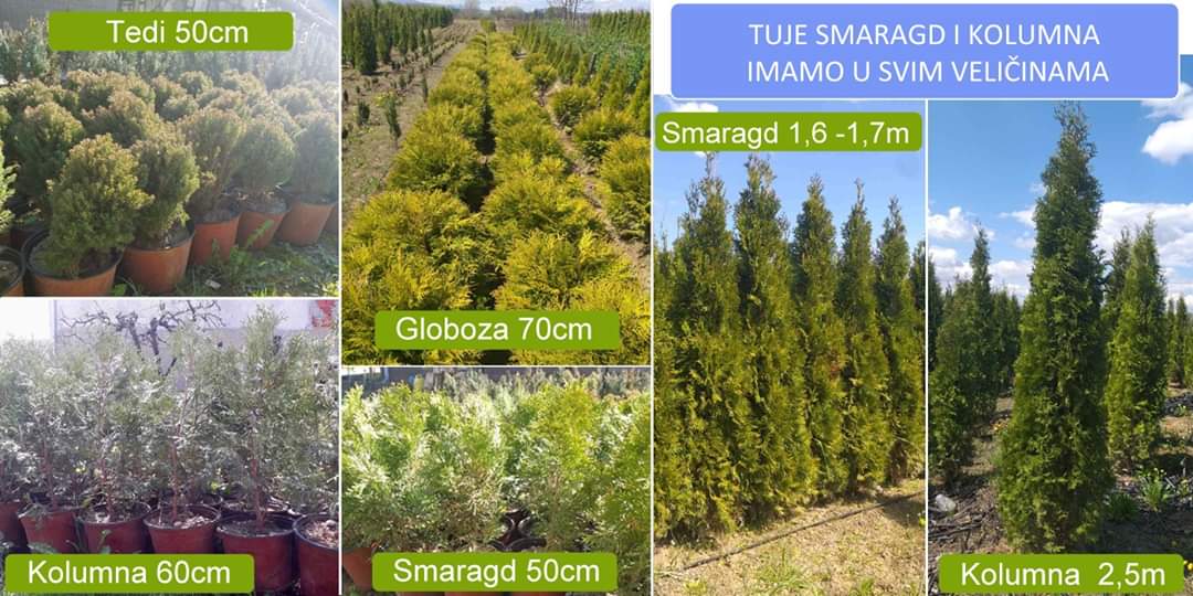 Mini tuja Tiny Tim 10-15 cm | Tuje i Ukrasne Sadnice | Svet Sadnica